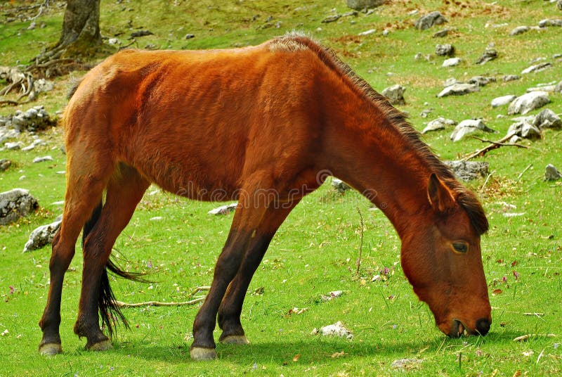 Het eten van het paard stock foto. Afbeelding bestaande uit gras - 19153150