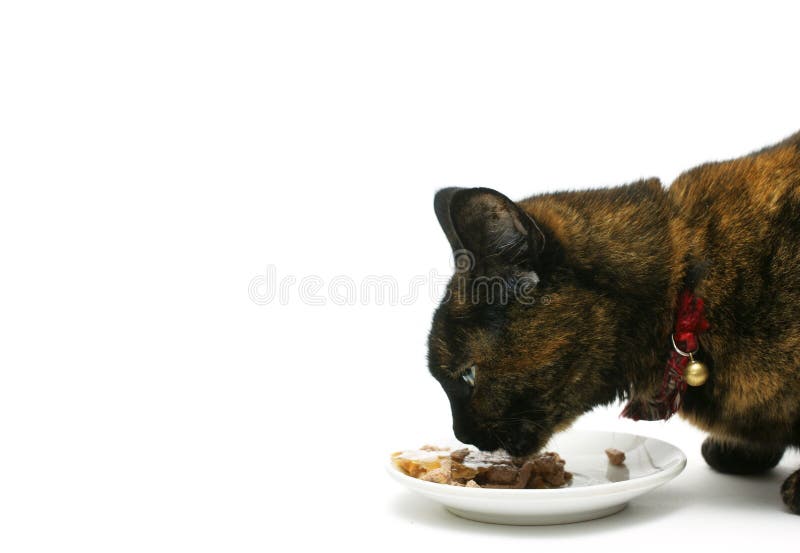 Kat eten stock foto. Image of huis, geur, zacht, smaak - 10841284