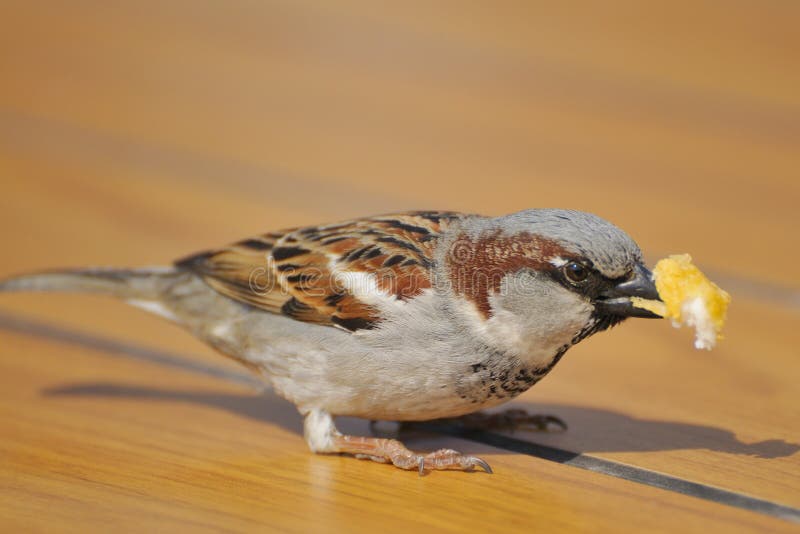 Nieuwsgierige Mussen Op Een Tak Stock Foto - Afbeelding bestaande uit ...