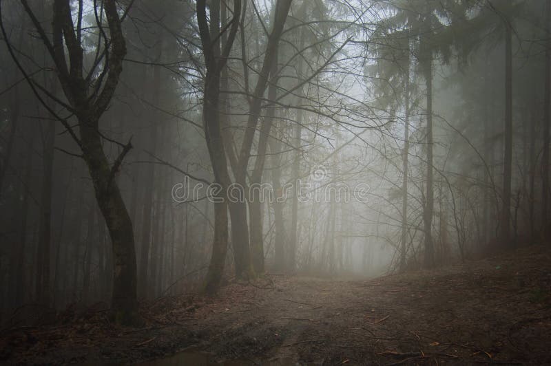 Het Enge Bos Van De Wegtrog Met Mist in De Herfst Stock Afbeelding ...