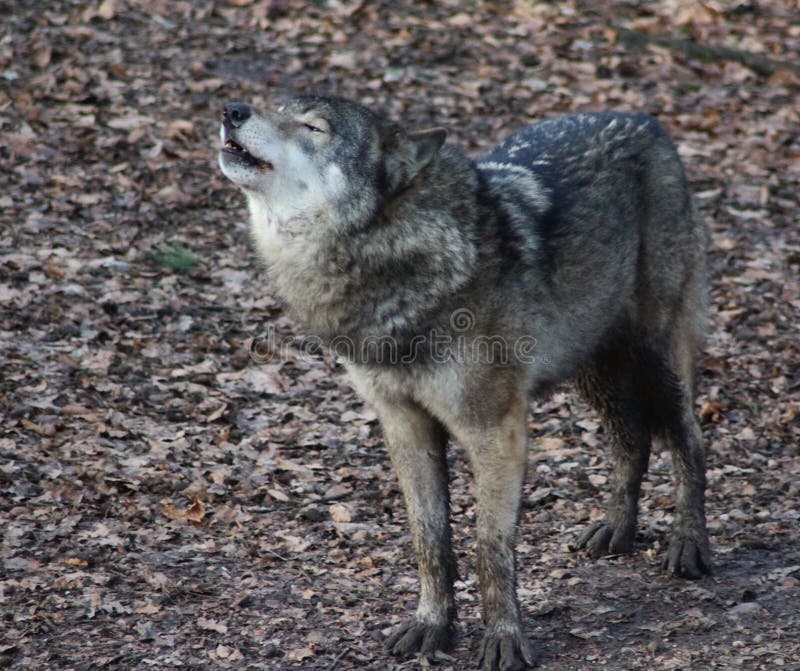 Huilende Europese wolf stock afbeelding. Image of bellen - 17754549