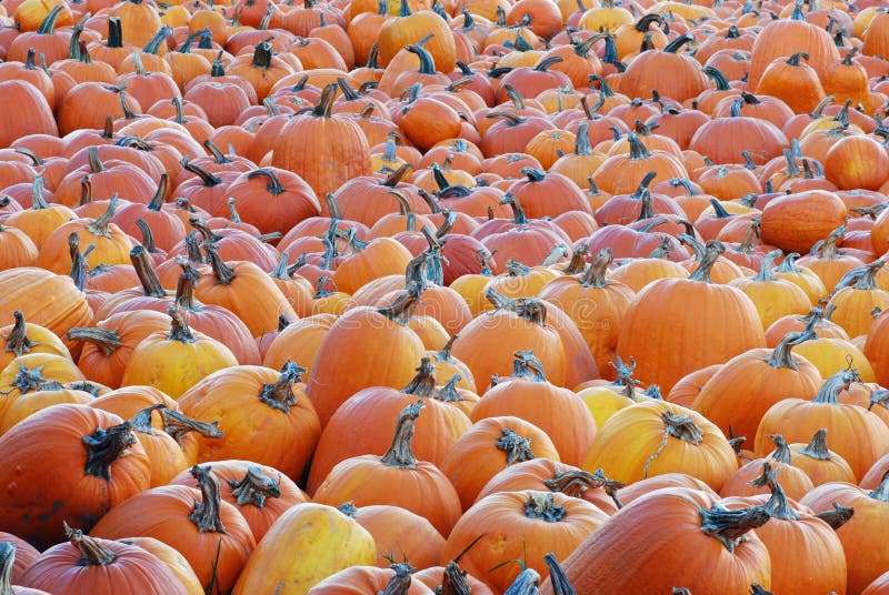 Het Flard van de pompoen stock afbeelding. Image of september - 3284063