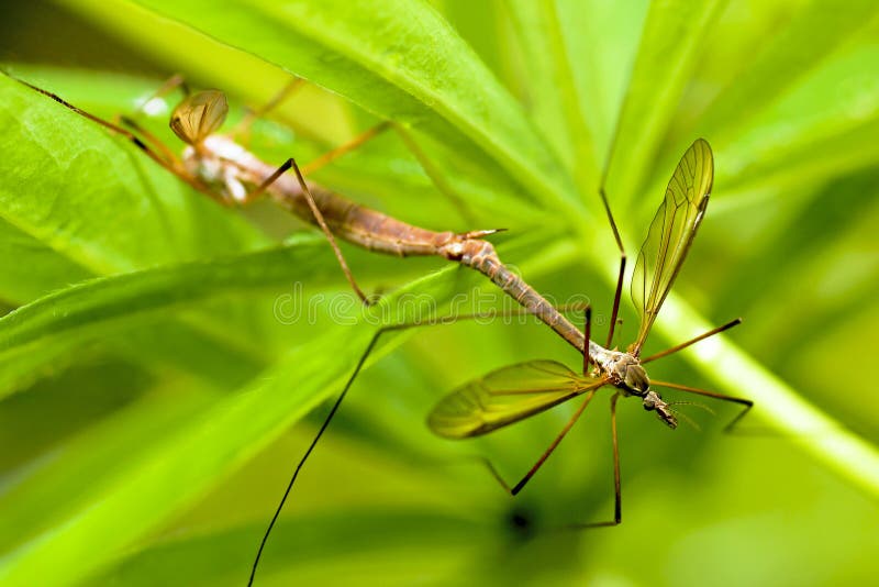 Muggen Van Met Lange Benen Groot Vliegend Insect Grote Mannelijke Mug ...