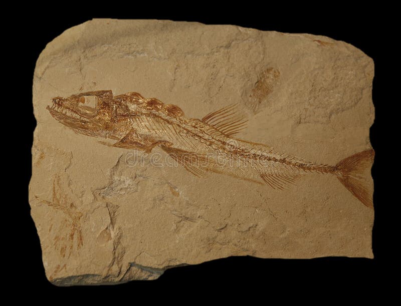 HET FOSSIEL VAN VISSEN stock foto. Image of biologie, paleontologie ...