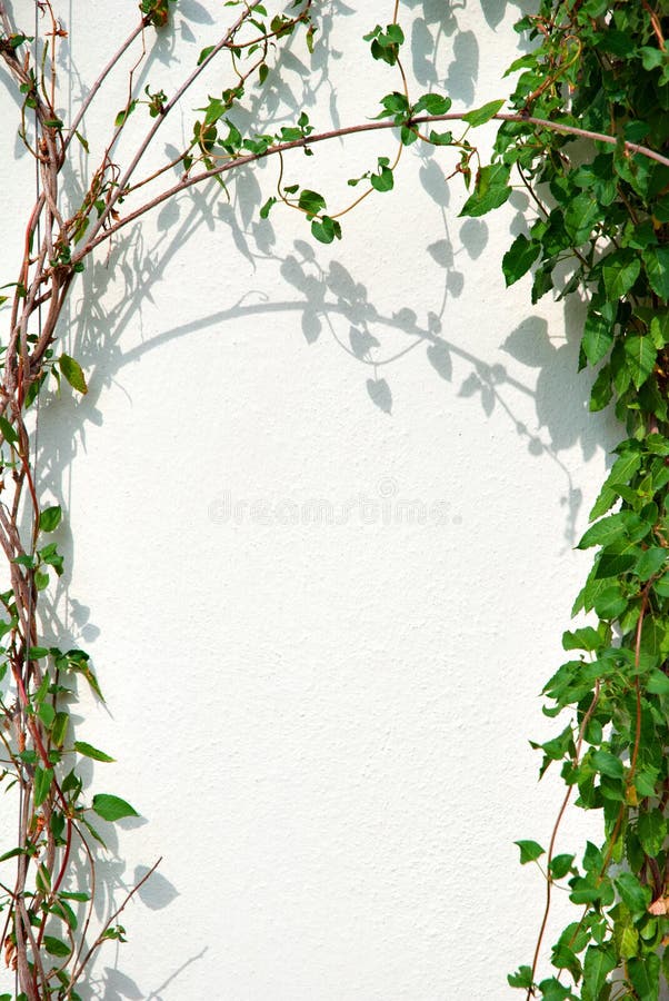 Het Frame Van De Klimop En Witte Muur Stock Afbeelding - Image of ...