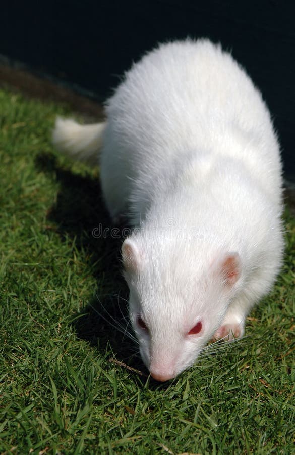 Het fret van de albino stock foto. Image of zoogdieren - 2514166