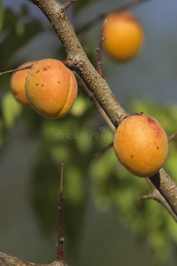 Het fruit van de abrikoos stock afbeelding. Image of vers - 5693705