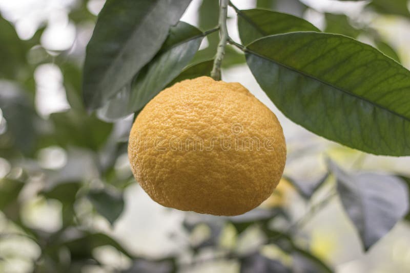 Het Fruit Van De Citrusvrucht Stock Afbeelding - Image of citrusvrucht ...