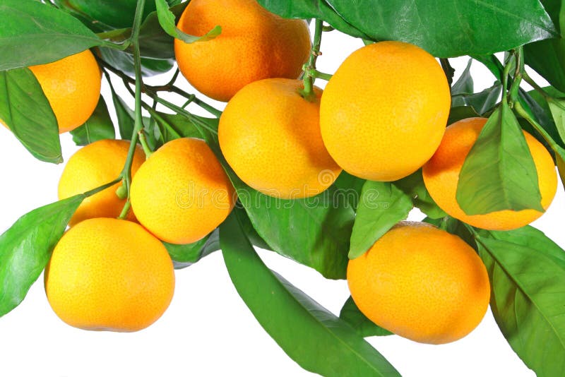 Het fruit van de mandarijn stock foto. Image of keerkring - 3621862