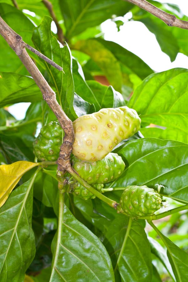 Noni-vrucht stock afbeelding. Image of voedsel, blad - 20013581