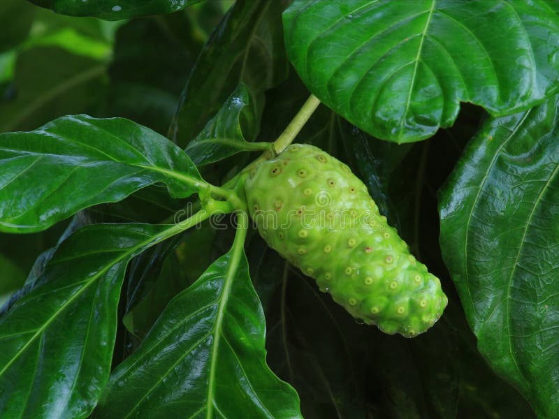 Het fruit van Noni stock foto. Image of voeding, vrucht - 25054342