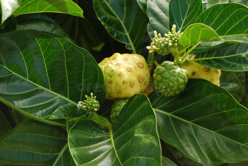 Noni-vrucht stock afbeelding. Image of groot, vrucht, hawaï - 9909361