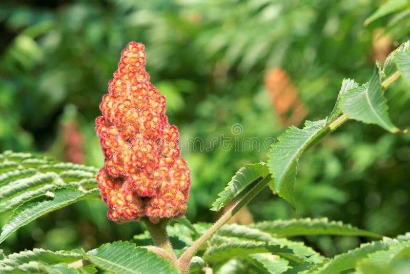 Het fruit van Rhus stock afbeelding. Image of vrucht - 25234273