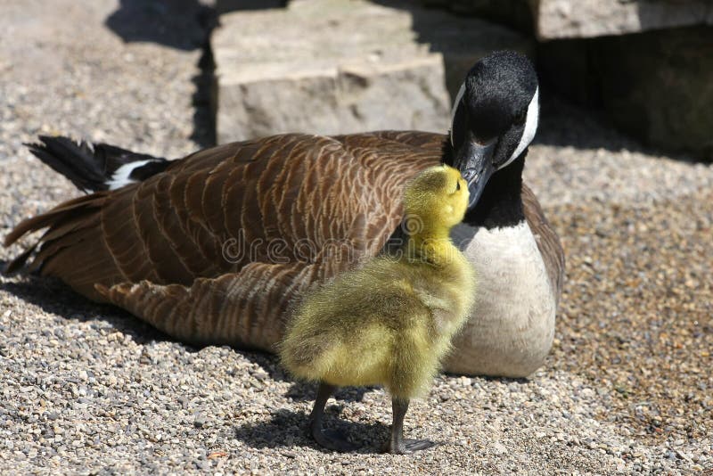 Canada Goose Gosling stock foto. Image of donsachtig - 14075486