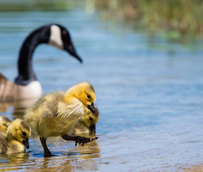 Het Gansje Van De Gans Van Canada Stock Afbeelding - Image of vogel ...
