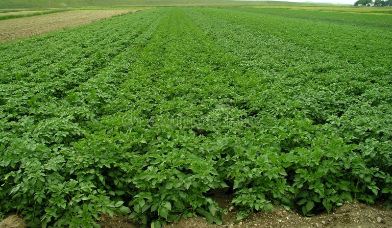 Het Aardappelveld Bloeit in De Zomer Met Witte Bloemen Die De ...