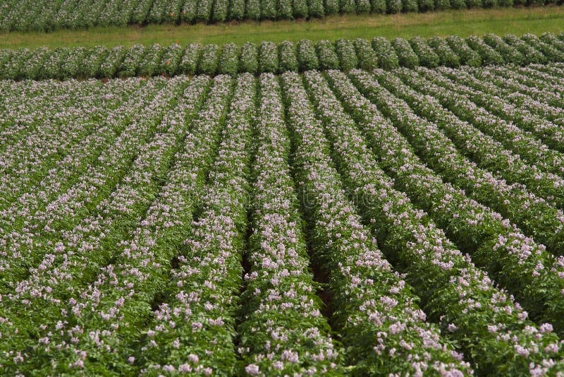 Aardappelveld Met Paarse Bloemen Stock Afbeelding - Image of ...