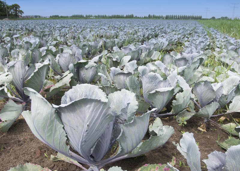 Het gebied van de kool stock foto. Image of blauw, opbrengst - 18541342