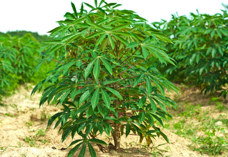 Cassaveveld stock foto. Image of vers, landbouwgrond - 20923552