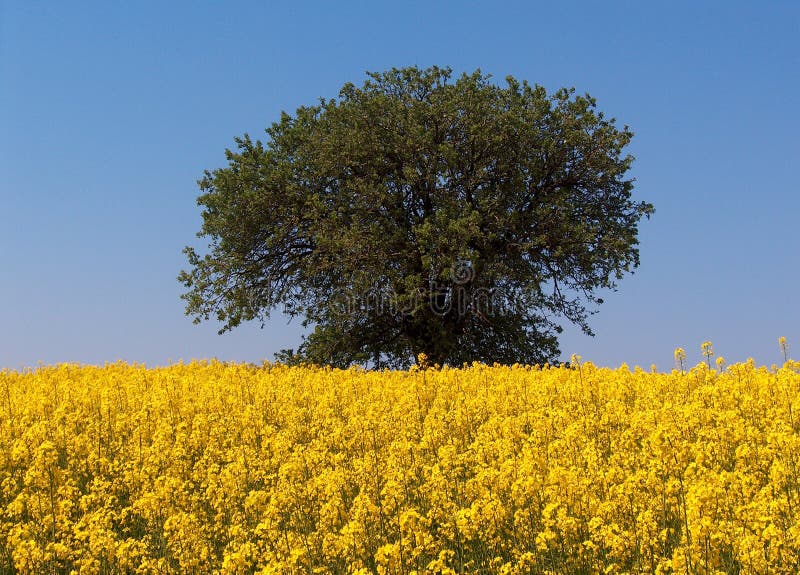 De Mooie Gele Mosterd Bloeit Gebied Stock Foto - Image of ...