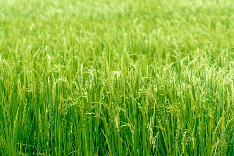 Het gebied van de padie stock foto. Image of landschap - 15247462