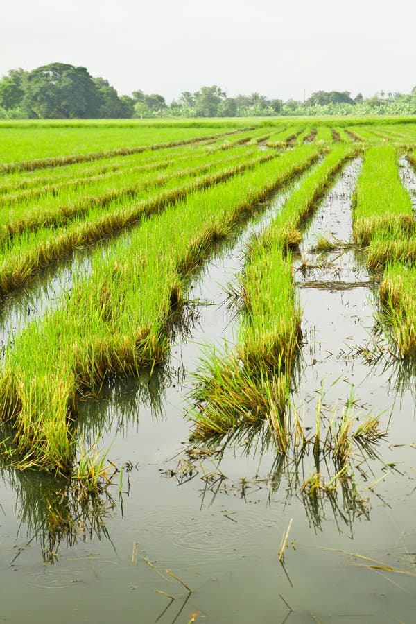 Het gebied van de Padie stock afbeelding. Image of schil - 15989261