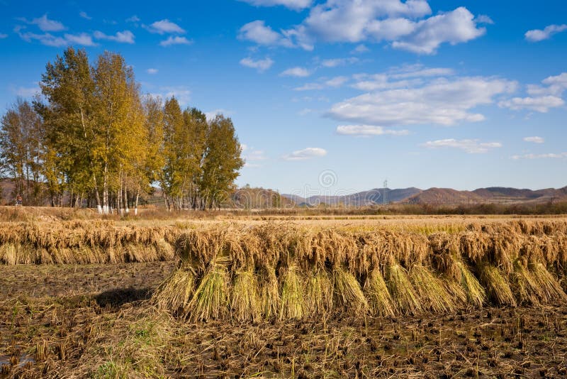 Het gebied van de padie stock foto. Image of wolkenkraam - 16081690