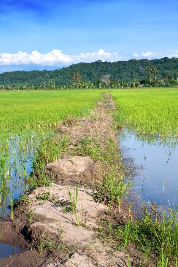 Het Gebied Van De Padie in Sabah Stock Foto - Image of achtergrond ...