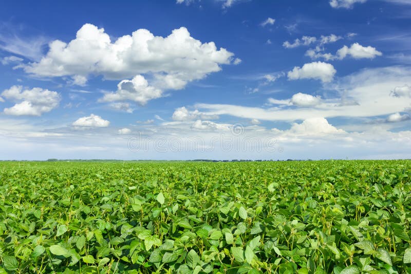 Sojaboonveld stock foto. Image of eten, gewas, vers, horizon - 28621204