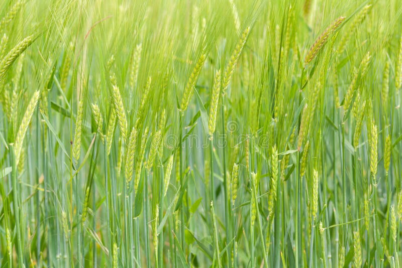 Het gebied van de tarwe stock afbeelding. Image of industrie - 42166675