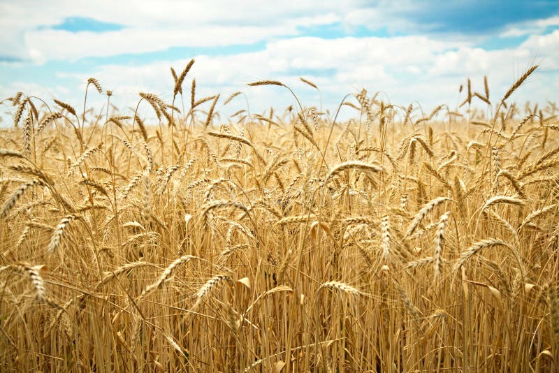 Het gebied van de tarwe stock foto. Image of landschap - 58603296