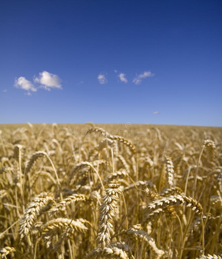 Tarweveld stock foto. Image of gewas, industrie, rijp - 5977368