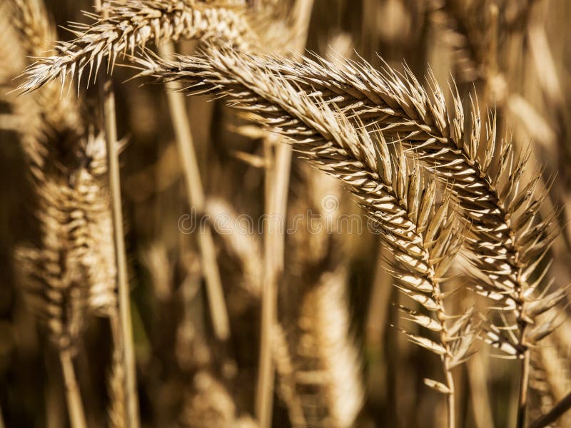 Het gebied van de tarwe stock foto. Image of gouden, stro - 78976692