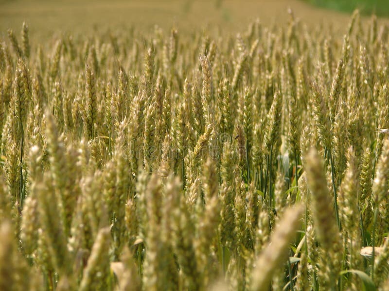Het gebied van de tarwe stock foto. Image of installatie - 996978