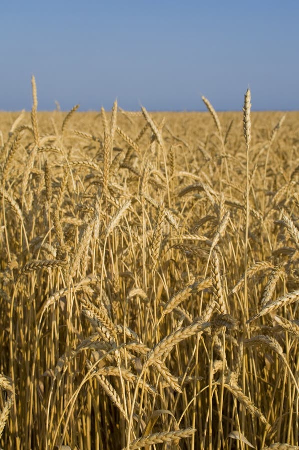 Het Gebied Van De Tarwe in De Krim Stock Afbeelding - Image of groei ...
