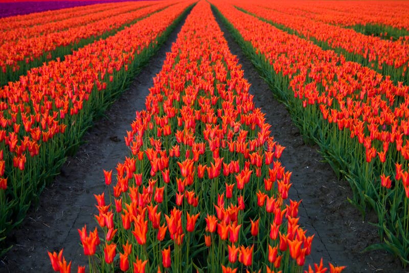 Het gebied van de tulp stock afbeelding. Image of sluit - 21987237