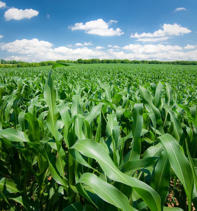Het gebied van het graan stock foto. Image of gewassen - 13744618