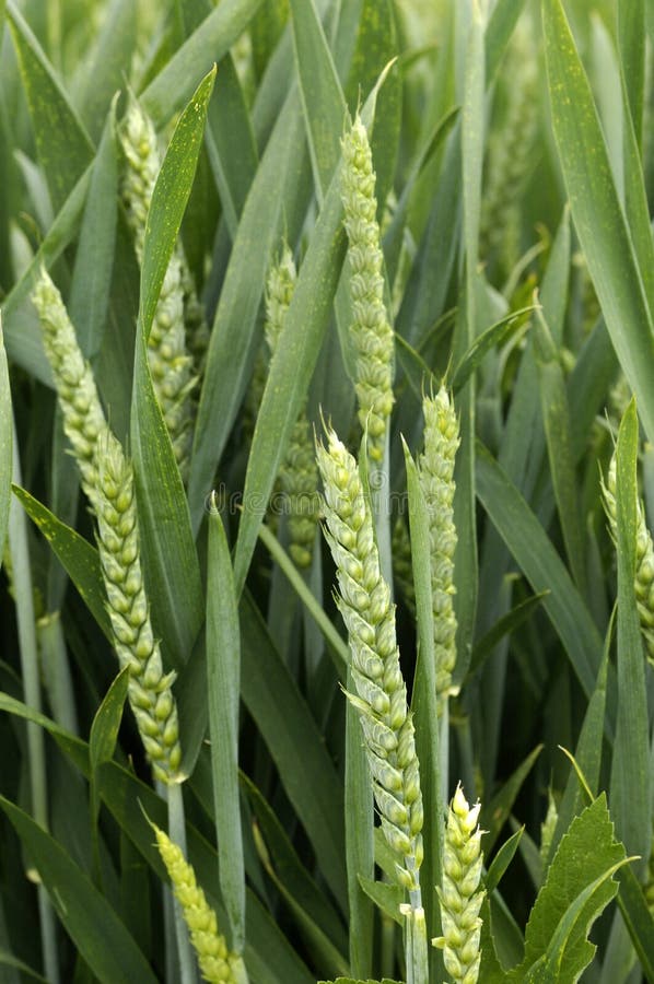 Het gebied van het graan stock foto. Image of diesel, gebied - 6969212