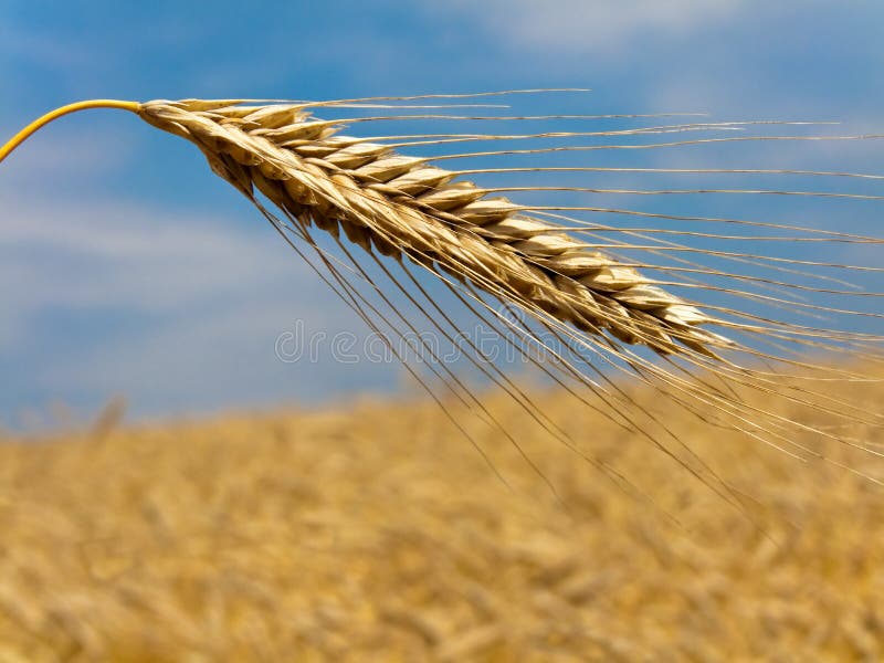 Het Gebied Van Het Graan Met Gerstaar Stock Afbeelding - Image of oren ...