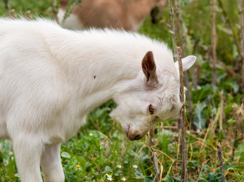 Het geitjonge geitje stock foto. Image of uitloper, duivel - 50228820