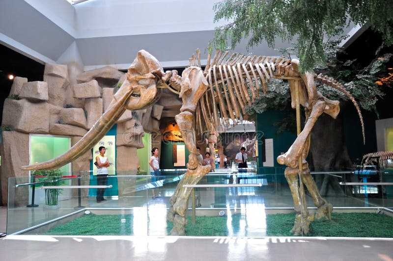 Het Gele Fossiel Van De Olifant Van De Rivier Redactionele Stock ...