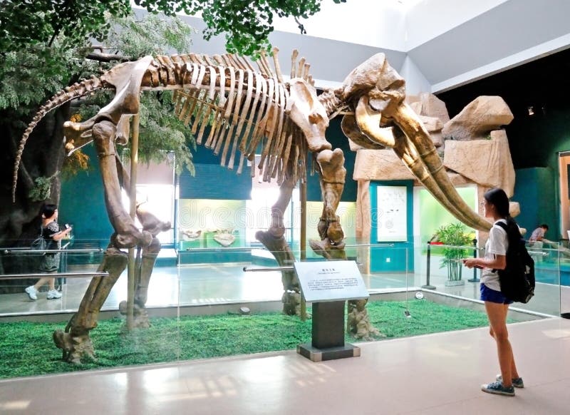 Het Gele Fossiel Van De Olifant Van De Rivier Redactionele Stock Foto ...