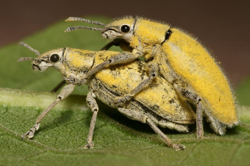Het Gele Koppelen Van De Graanklander Stock Foto - Image of wildernis ...