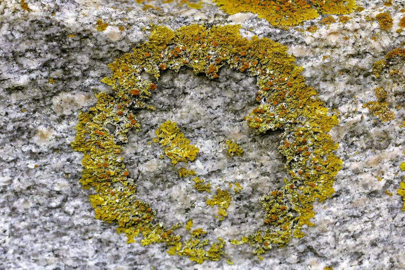 Het Gele Korstmos Van De Muur, Parietina Xanthoria Stock Foto - Image ...