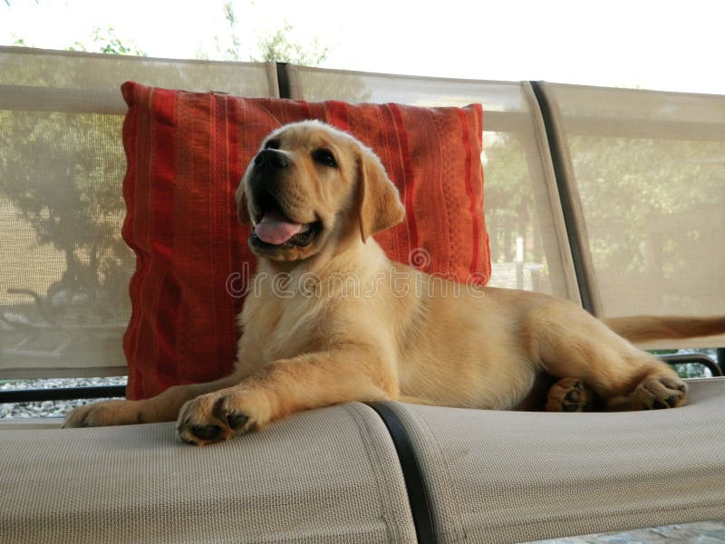 Geel Labrador puppy stock foto. Image of uitdrukking - 76048090