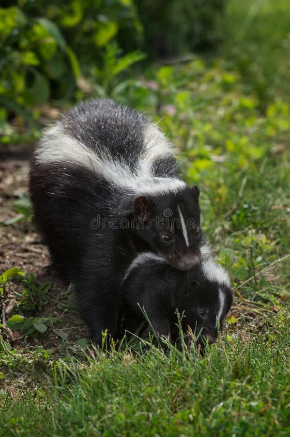Vleermuizen Skunk (Mephitis Mephitis) Draagt Jong Stock Foto - Image of ...
