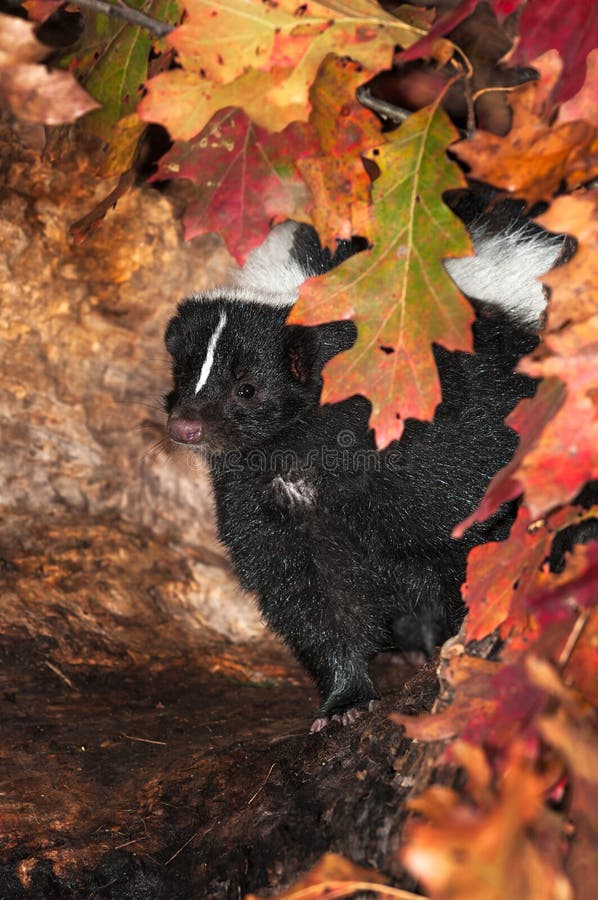 Het Gestreepte Stinkdier (Mephitis-mephitis) Gluurt Uit Van Bladeren ...