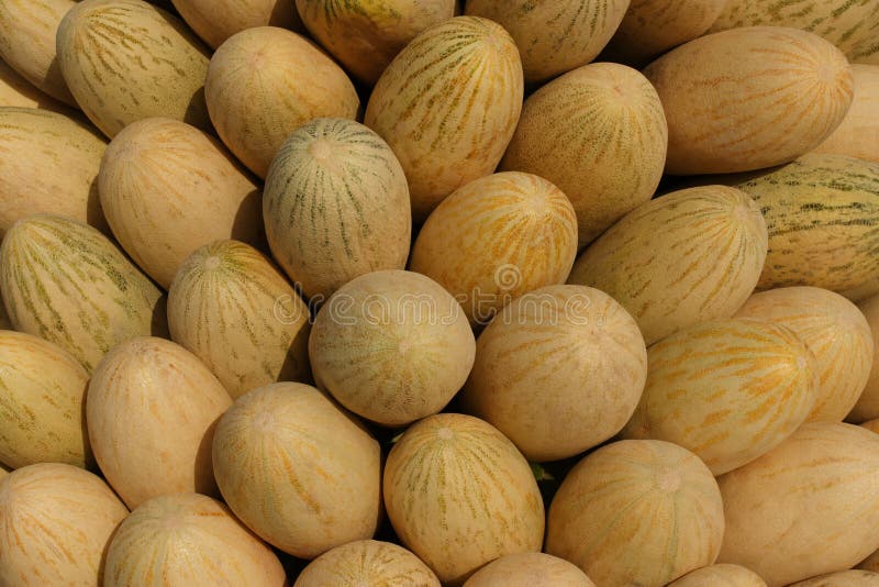 Grote Gele Meloenen En Kleine Rode Meloenen Stock Foto - Image of ...