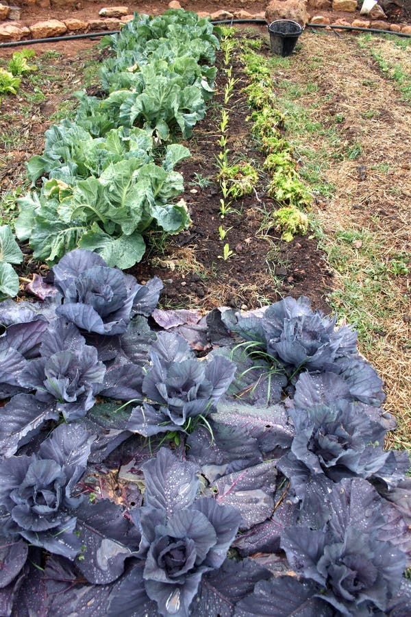 Het Gewas Van De Tuin Van Kolen Stock Foto - Image of naughty, bladeren ...