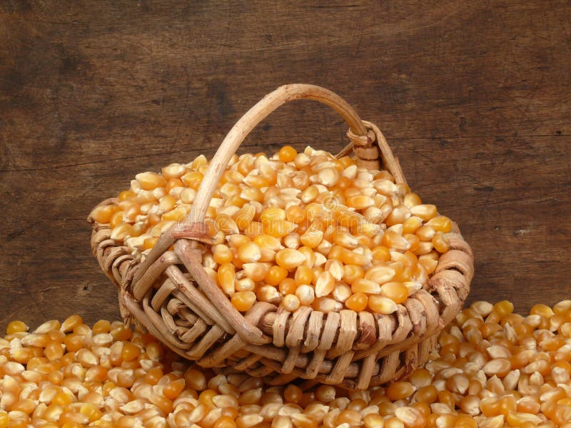 Het gewas van het graan stock foto. Image of gierst, gewas - 7517984